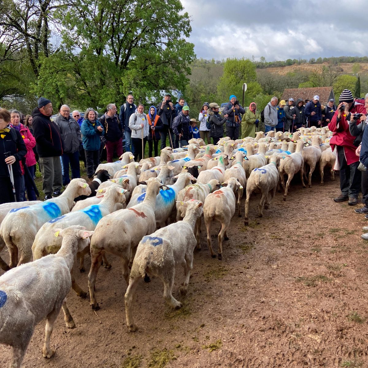 Ma transhumance de Crayssac à Luzech | Tourisme Lot