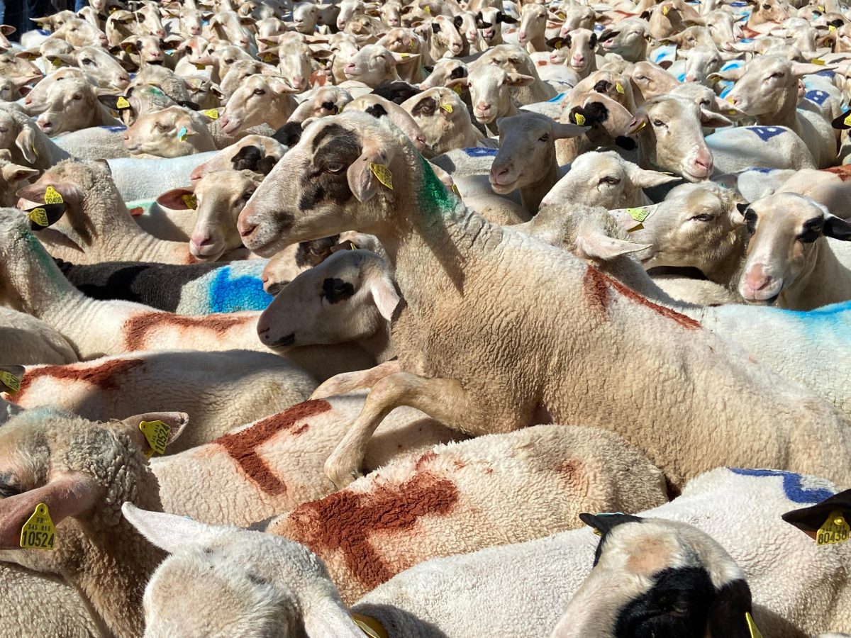Ma transhumance de Crayssac à Luzech | Tourisme Lot